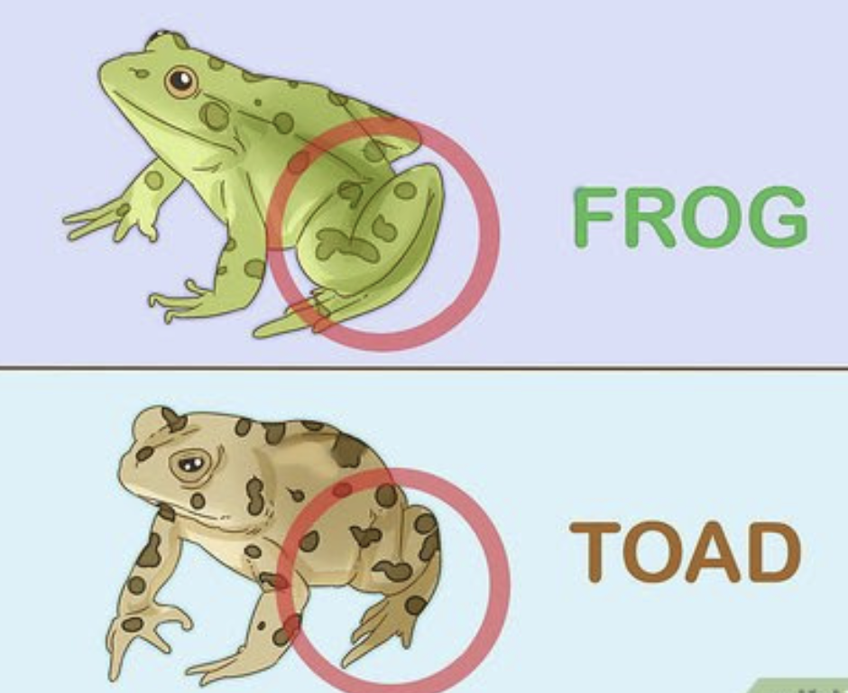 Phân biệt Cóc và Ếch - Mọi sự khác biệt